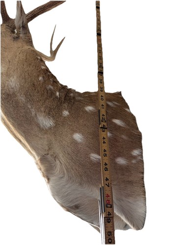 Axis Deer Shoulder Mount Taxidermy 6 Point HUGE | eBay