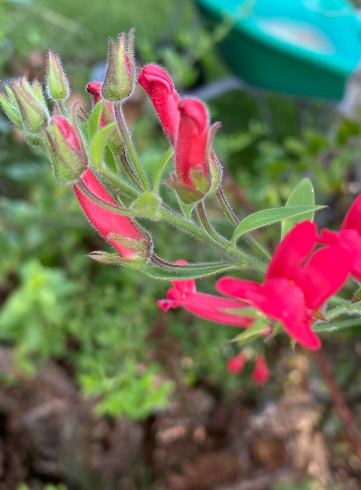 Island Snapdragon – 50 seeds – Gambelia speciosa - germination tested ...