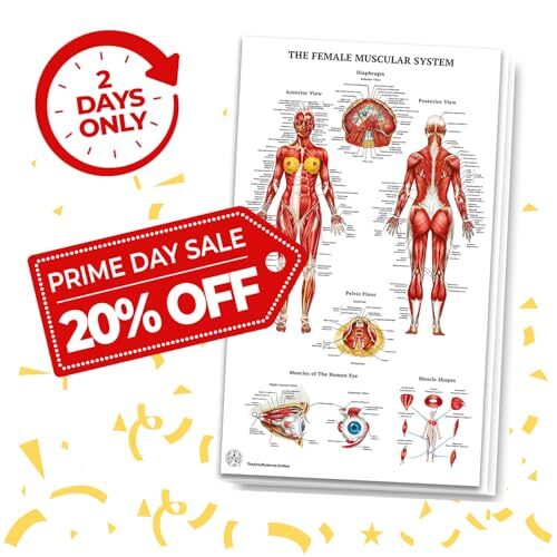 12 Human Anatomy Posters Medical Posters Circulatory Skeletal Male ...