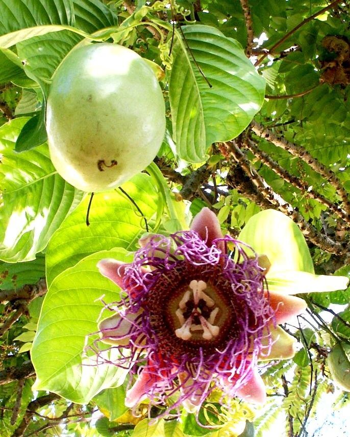 Passiflora quadrangularis, Giant Granadilla, Badea Passion Fruit - 5 to ...