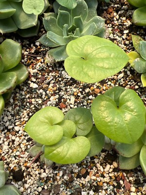 Dioscorea elephantipes (3 Years), Caudex, Succulent | eBay