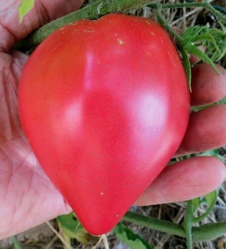 30 graines tomate coeur de boeuf bio veritable de mon jardin bio en bretagne p | eBay
