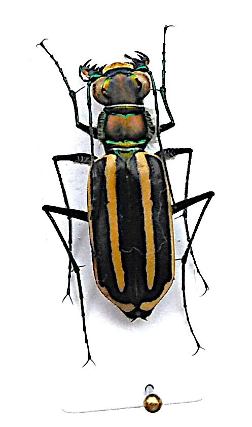 Collectible Cicindela Cicindelidae Dried insect Hypaetha quadrilineata ...