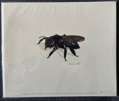 'Carpenter Bee', 2014. SIGNED Michael Felber wildlife art print | eBay