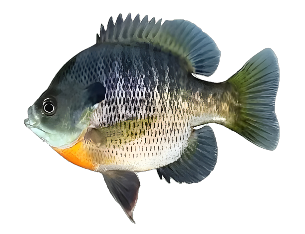 Bluegill Sunfish Bream Fishing BASS BOAT VINYL TRUCK WINDOW STICKER ...