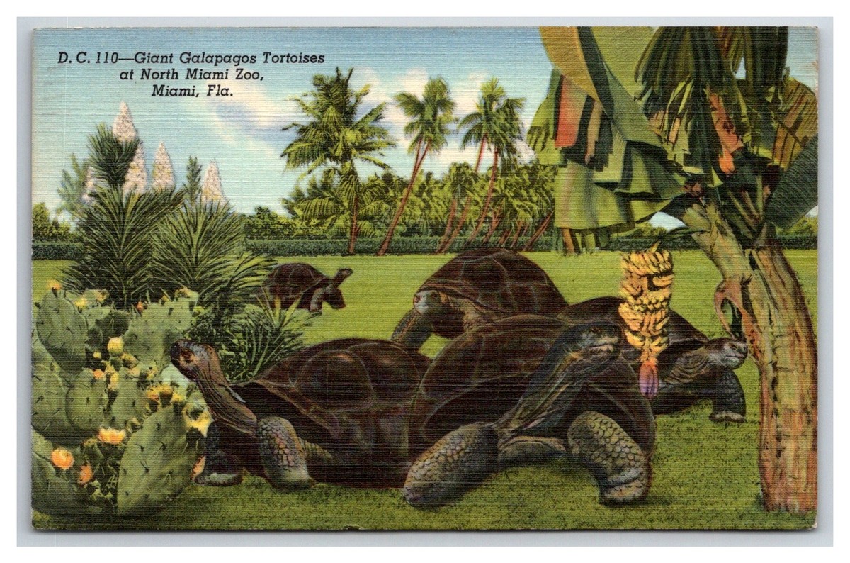 Zoo miami galapagos trip 60 photos - Arptravels.com