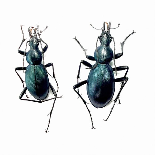 Colorful Carabidae Specimen丨【Very rare】Carabus potanini ×2 (Pair?) A1 ...