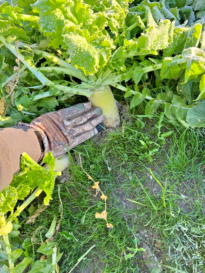 Deer Food Plot Brassica Seeding Mix turnip radish collard kale rape 1/2 ...