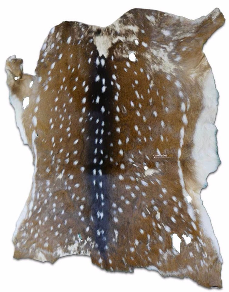 Axis Deer Skin Second Grade Axis Deer Hide Size: 38"X30" Chital deer ...