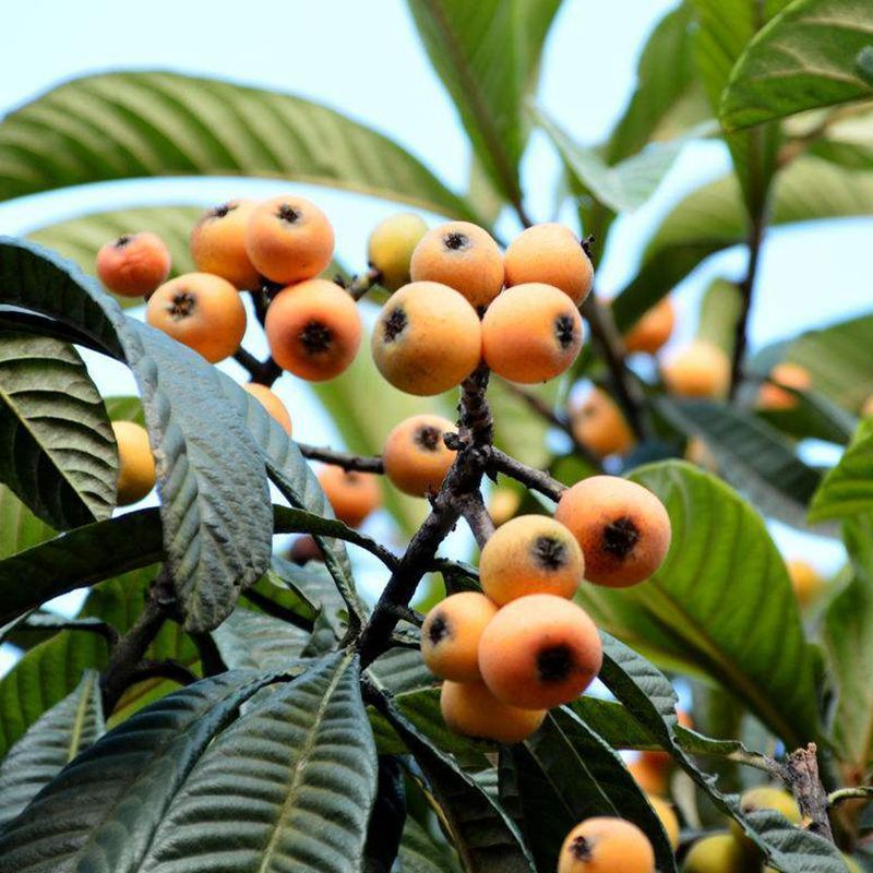 1 Pack 5 Loquat Seeds Loquat Fruit Chinese Plum Organic Fruit Seed | eBay