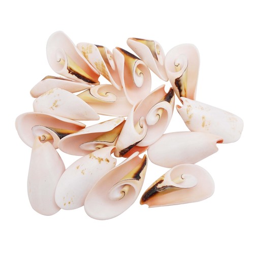 10-pack Short-necked Mouthed Triton Sliced Conch Shells DIY Craft Decor ...