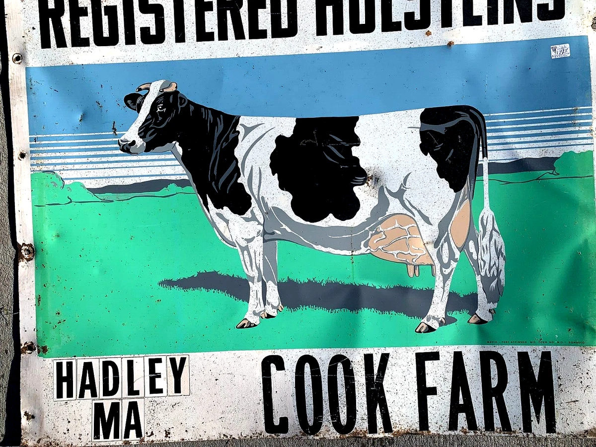 Holstein Cow Graphic