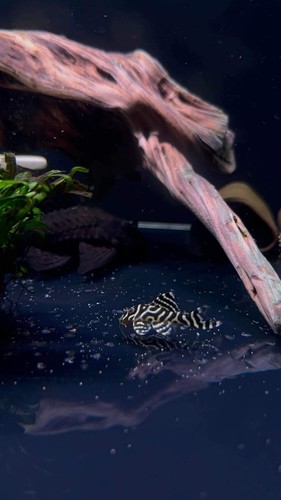 L333 King Tiger Pleco LIVE Size 4-5cm High Quality - USA Seller | eBay
