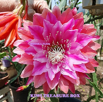 EPIPHYLLUM MOOSKA FARM. Cutting. (((KIWI TREASURE BOX ))) REG ESA | eBay