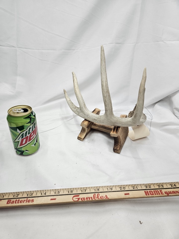 Wild Whitetail Deer Antler Shed Horn Rack Decor 5 Point Man Cave Decor ...