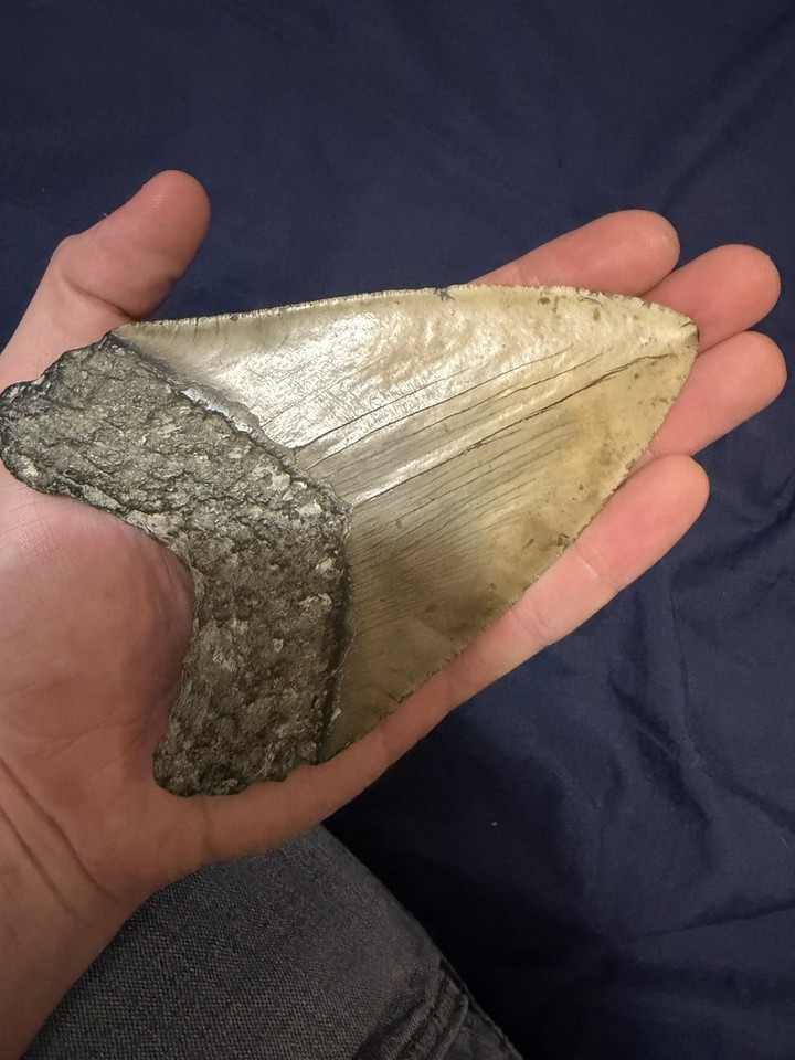 5.33 INCH REAL MEGALODON SHARK TOOTH BIG FOSSIL GIANT GENUINE ...