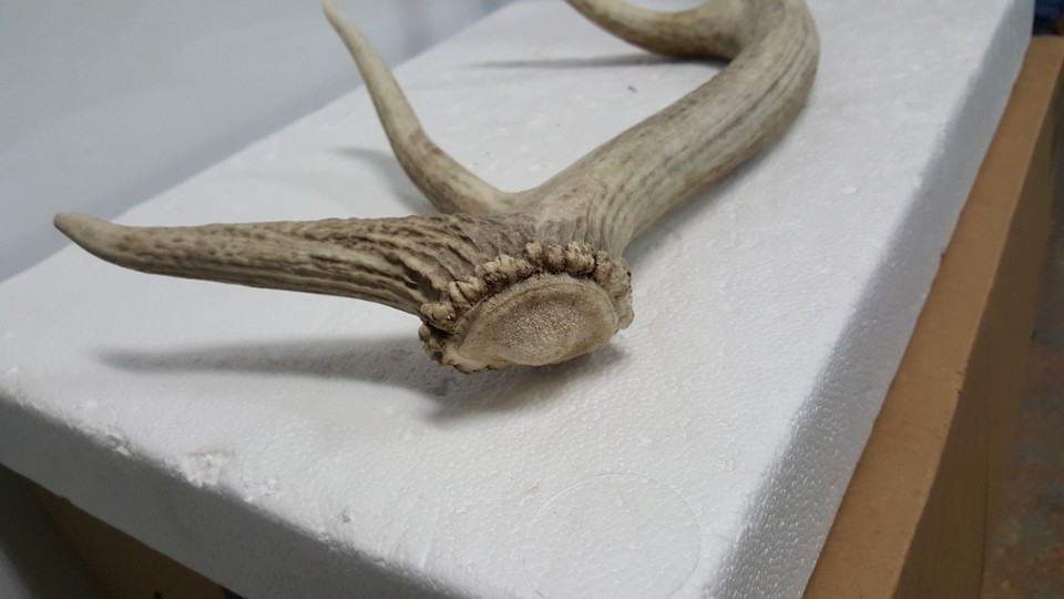 Nice craft 5pt COLORADO ELK ANTLER SHED whitetail rack mule deer | eBay