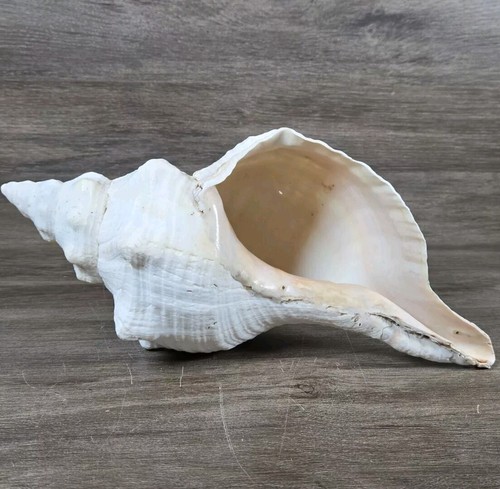 Florida Horse Conch Shell Triplofusus Giganteus Seashell Beach Decor 10 ...
