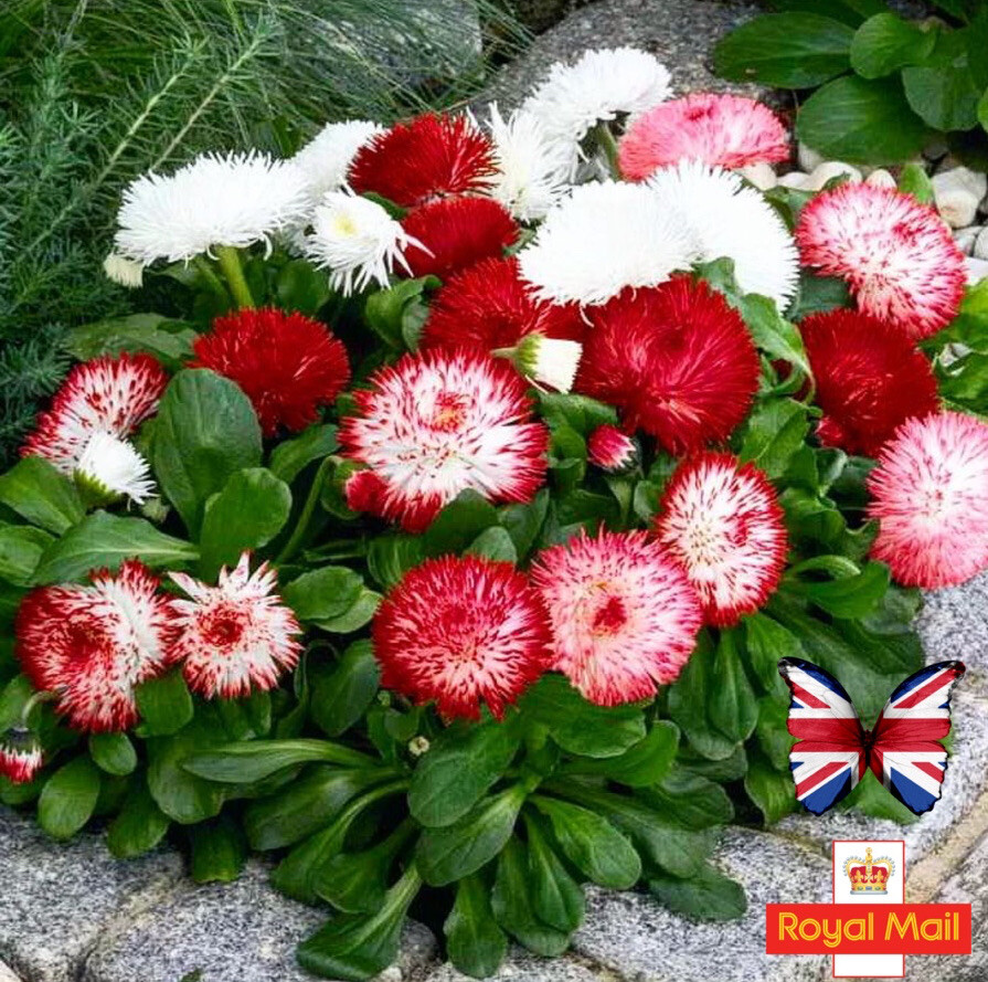 English Daisy Perennial