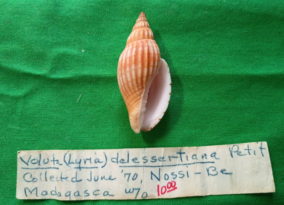 Lyria delessertiana #M0331 Madagascar 46mm | eBay