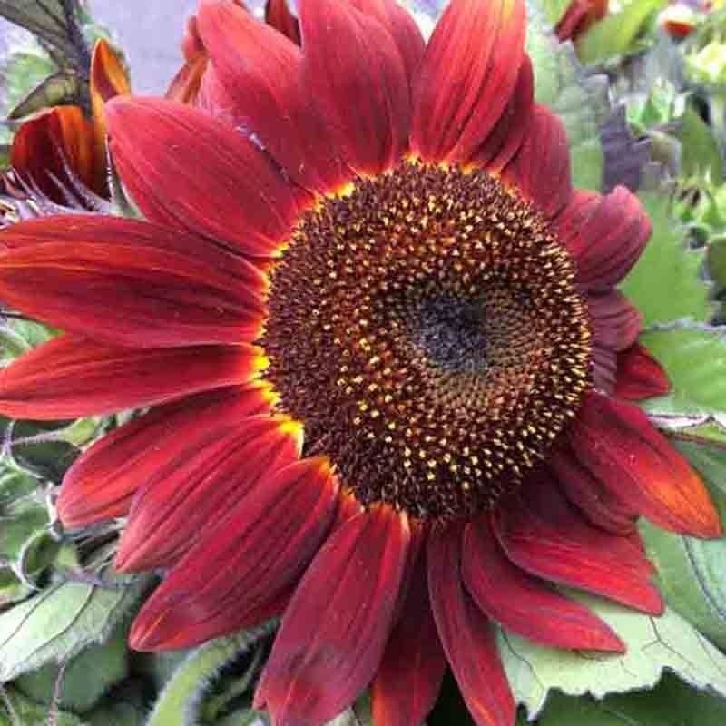 RED SUN SUNFLOWER 30 SEEDS 🌹 | RARE MAROON • CUT FLOWER HEIRLOOM FREE ...
