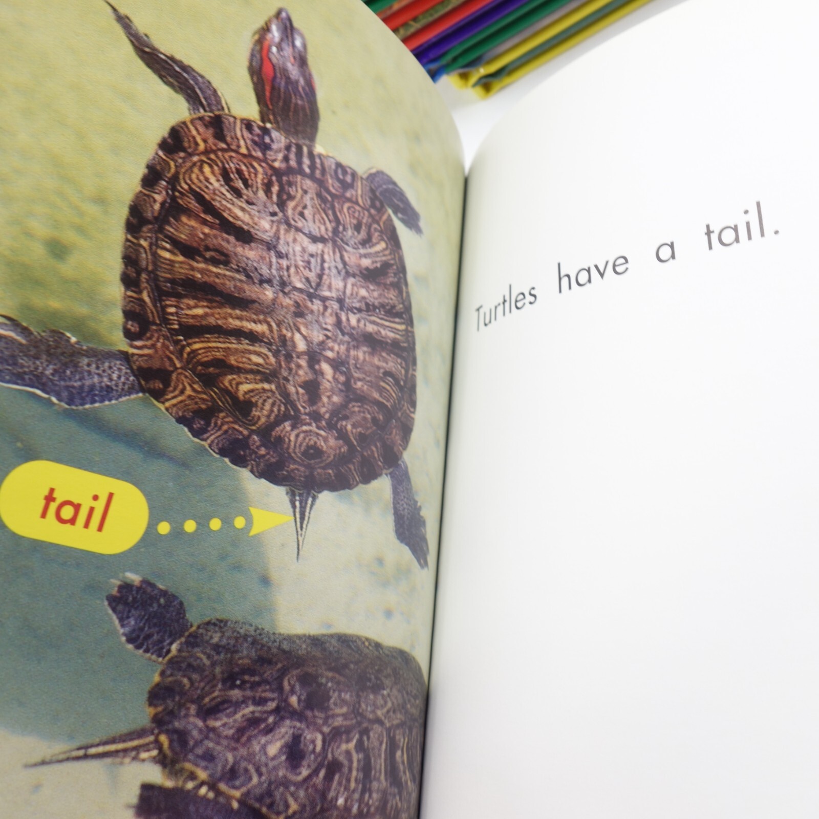 Pebble Book lot of 12 Pre K-2 Early Learning Homeschool Easy Readers ...