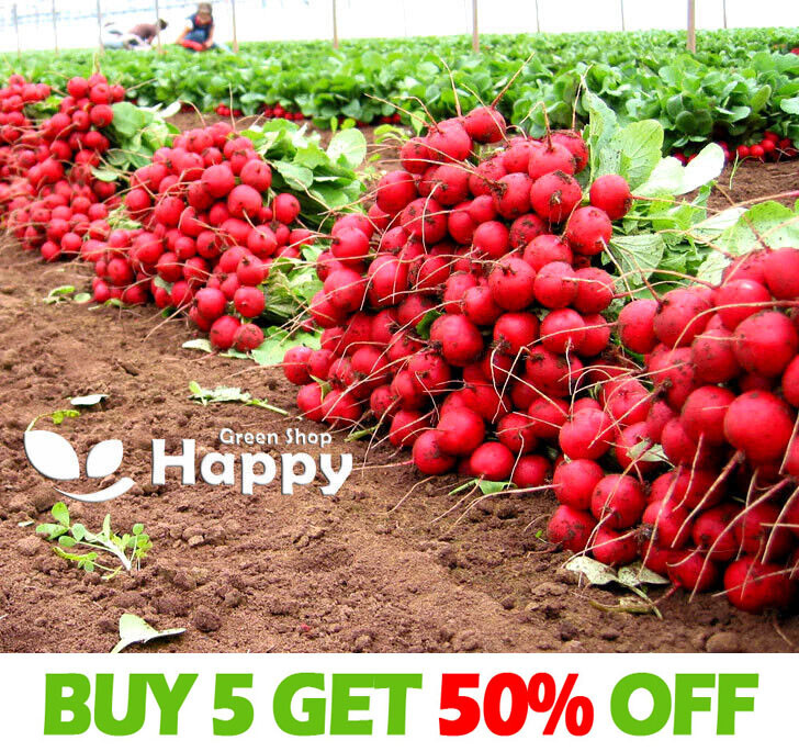 VEGETABLE RADISH SEEDS - GIGANTE SICULO - 1300 SEEDS - RED GIANT RADISH ...