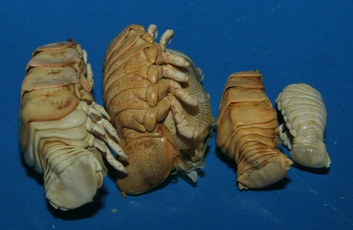Parasitic Isopod On Fish