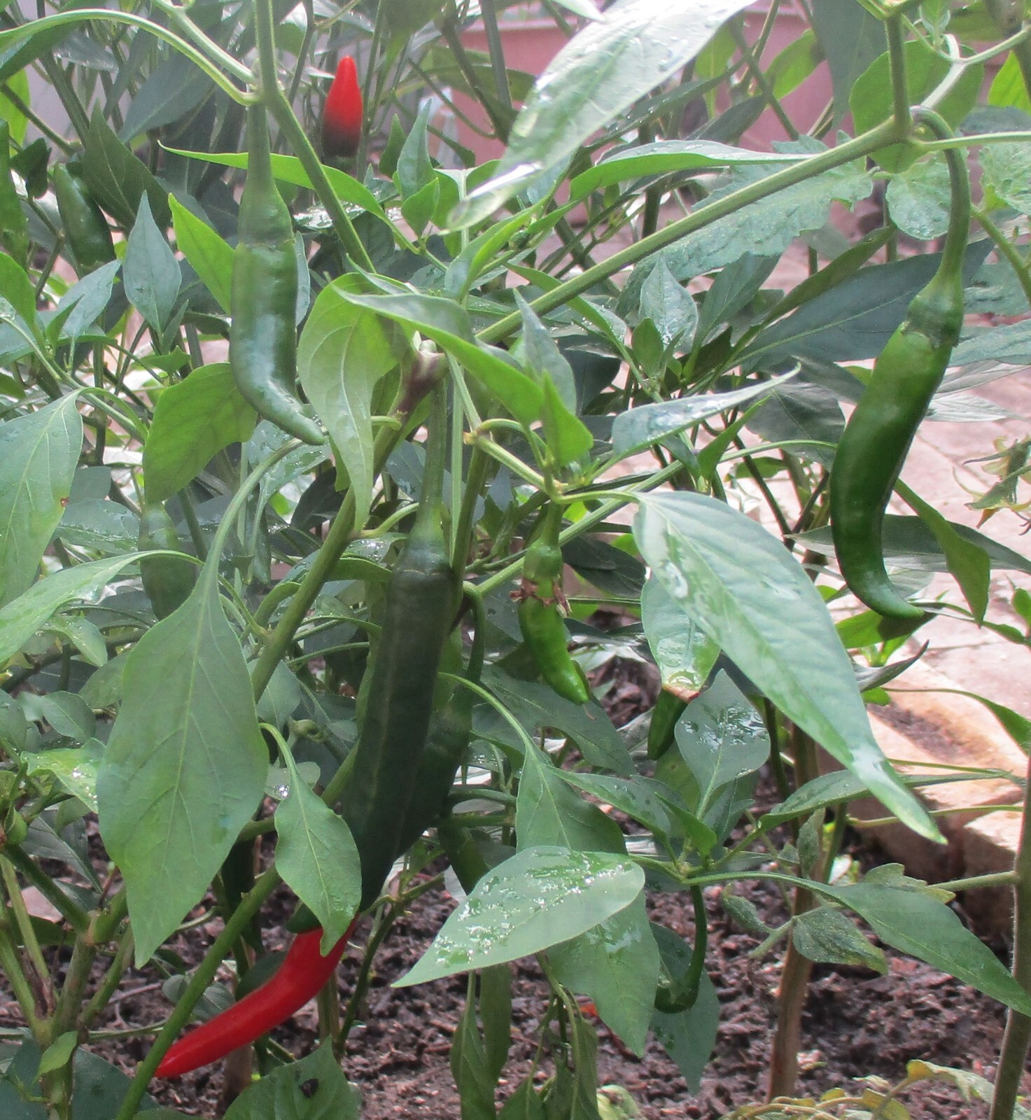 55 HOT CAYENNE CHILLI SEEDS HEIRLOOM PEPPER CHILLI SEEDS ORGANIC | eBay