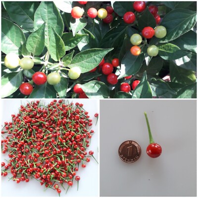 Chilisamen Aji Charapita rot wilder Chili aus Peru teuerste Chilli der ...