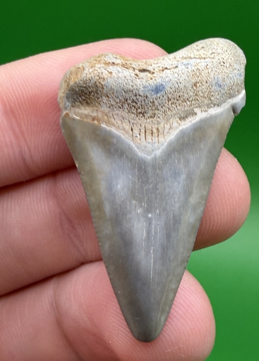 Quality 1.63” Lowcountry Angustiden Shark Tooth Fossil Megalodon Family ...
