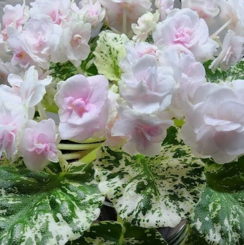 African Violet PLANT ~ * WATERMELON SNOW * ~ | eBay