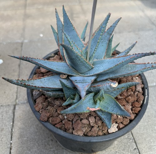Large Aloe Blue Liliaceae Rare Rooted succulent Established plant ...