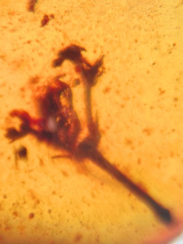 unknown plant flower Burmite Myanmar Burmese Amber insect fossil ...