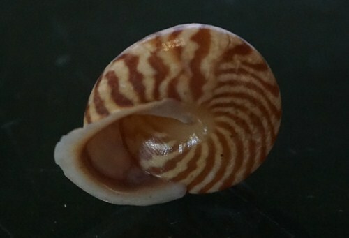 Papuina admiralitatis 27.1 mm F+++/GEM "Fantastic zebra pattern Landsnail WOW | eBay