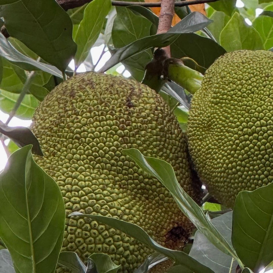 Mini Jackfruit 2.000+ Seedss (Artocarpus heterophyllus) | eBay