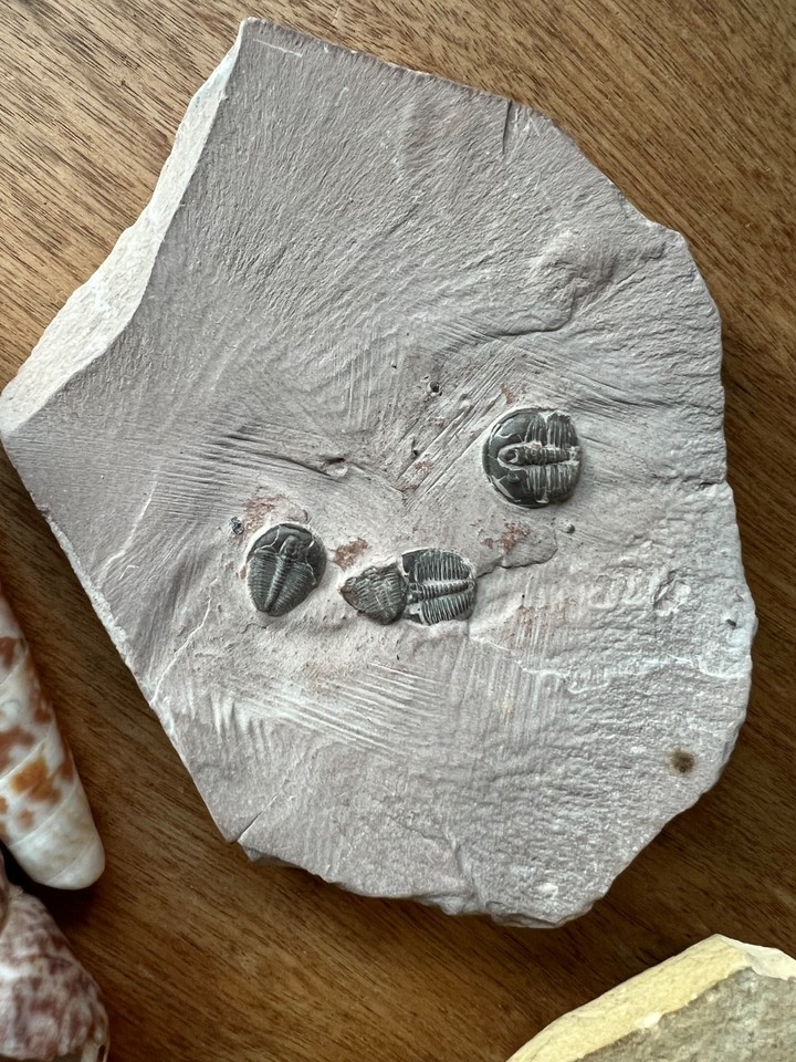 FOSSIL Fish Trilobites weathered Seashells STING RAY Barb NATURE'S Art ...