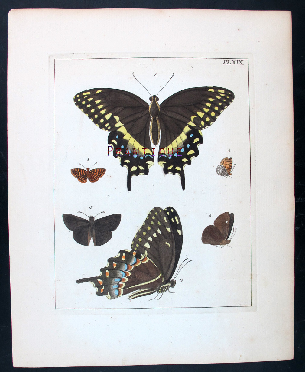 1770,DRURY DRU EXTR. RARE HC **** INSETTI 700 BELLI***WR6 | eBay