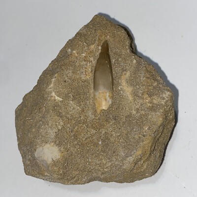 Elasmosaurus Tooth In Matrix | eBay