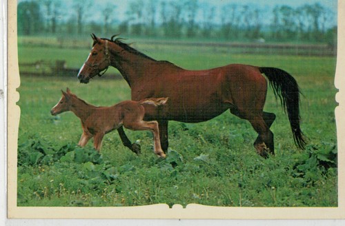 Carte Postale Belle Cheval Avec Fils - - Neuve | eBay