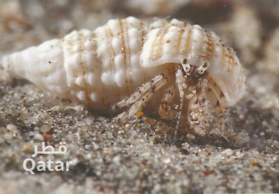 Marine Organisms Picture Postcard QATAR, Sea Life Ocean Creatures Water ...