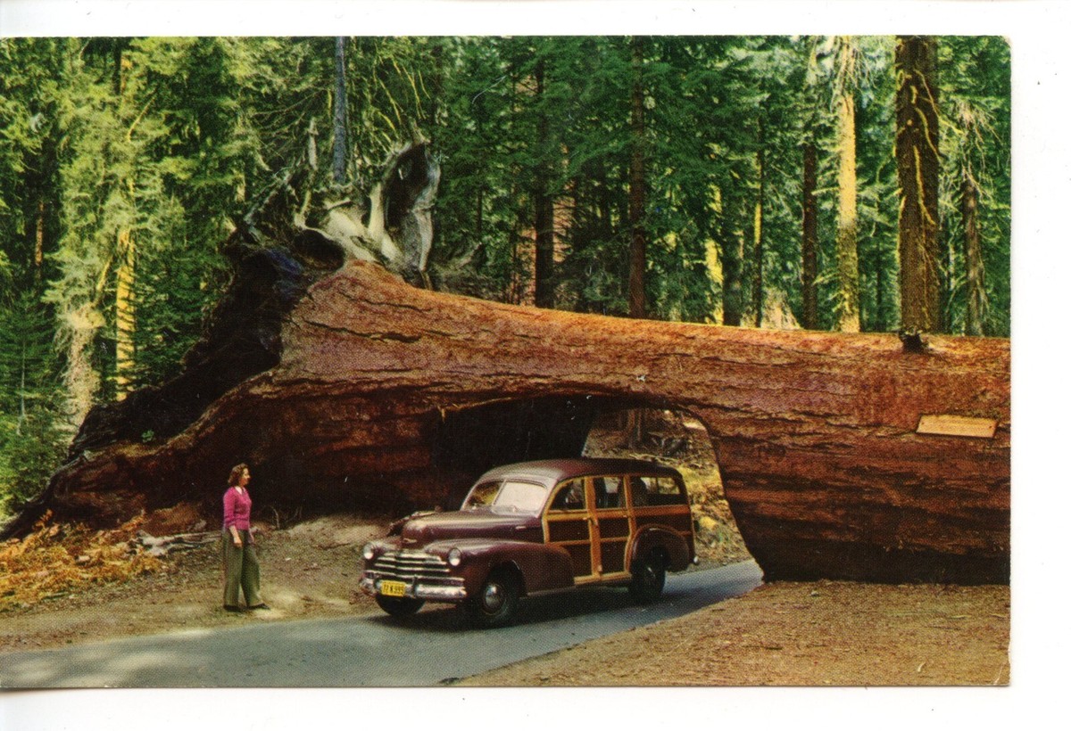 Sequoia Tree Car