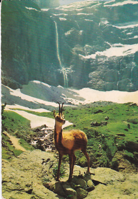 CPSM ISARD DES PYRENEES TIRE PAR MR PIERRE VERGEZ LACOSTE A GAVARNIE | eBay