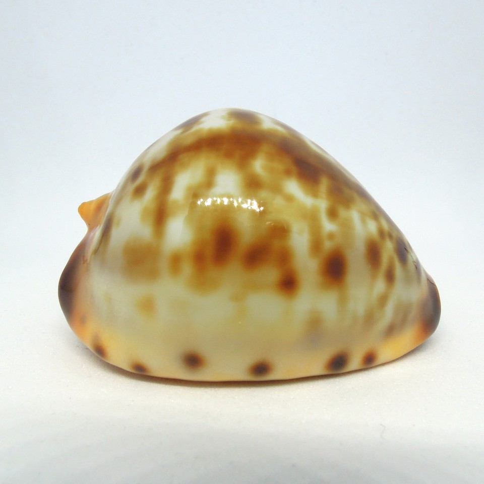 ZOILA ELUDENS STRICKLANDI ~ 41 mm – Cypraea - Rare Australian Cowrie ...