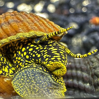 2 Yellow Spotlight Sulawesi Rabbit Snails (Tylomelania Sp.) - Elephant ...