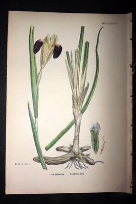 Sowerby 1869 Hand Col Botanical Print. Tuberous Iris 1496 | eBay UK