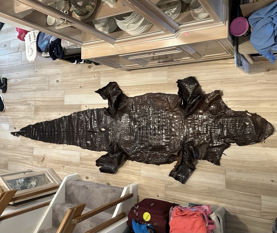 American Alligator Whole Belly Hide In Sports Rust 141” Or 11’9” | eBay