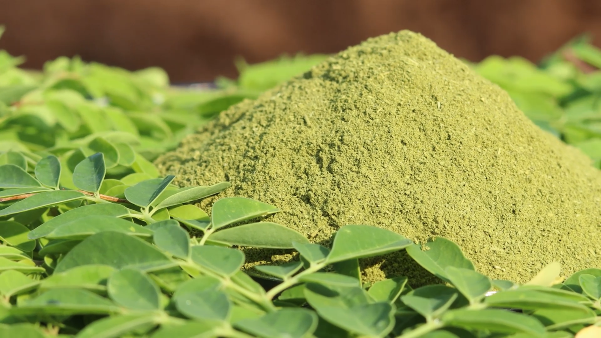 Moringa Powder : चमत्कारी सुपरफूडचे जबरदस्त फायदे – आरोग्य आणि ...