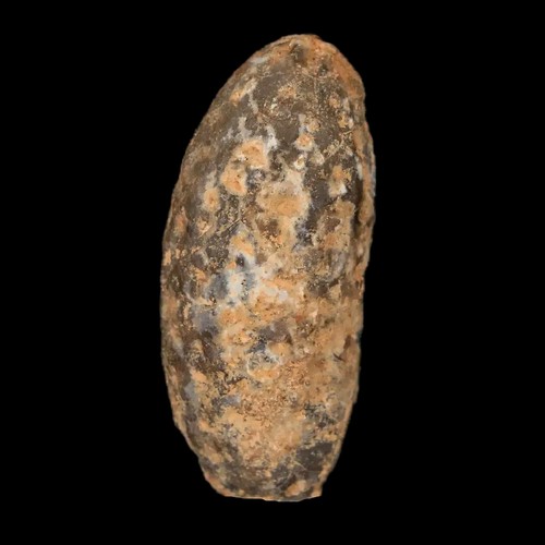 1.3" Fossil Pine Cone Equicalastrobus Replaced By Agate Eocene Age Seeds Fruit | eBay