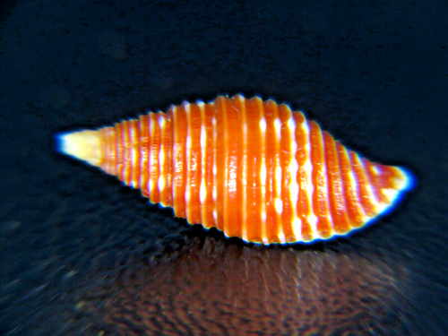 MITRA CUCUMERINA: HARD TO GET THIS SIZE & QUALITY IN HAWAII @ 14.47MM ...